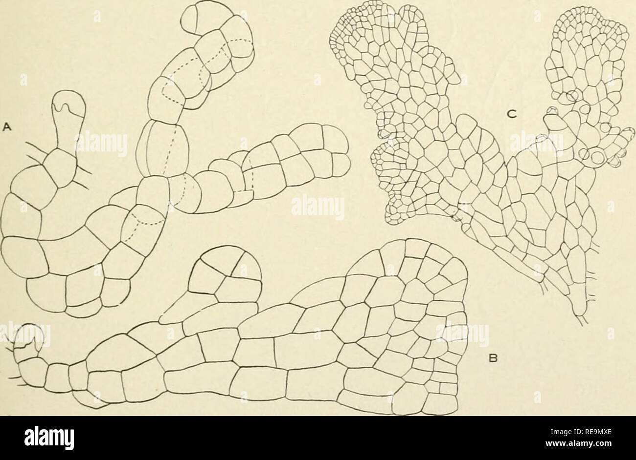 . Contributions from the Osborn Botanical Laboratory. Plants. IX THE ...