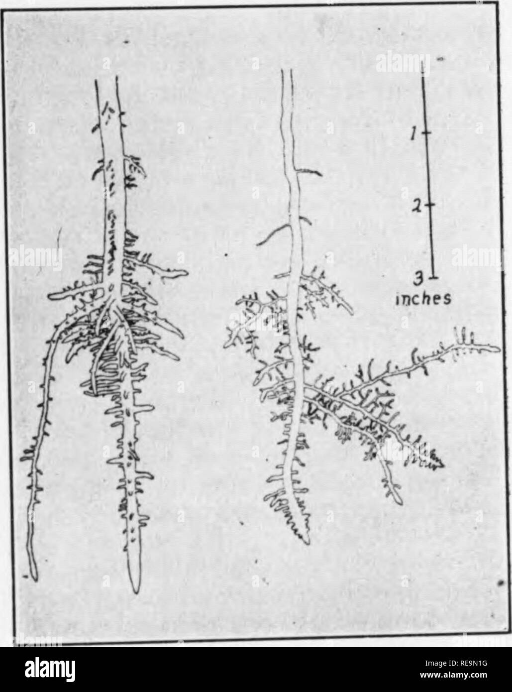 Suberization hi-res stock photography and images - Alamy