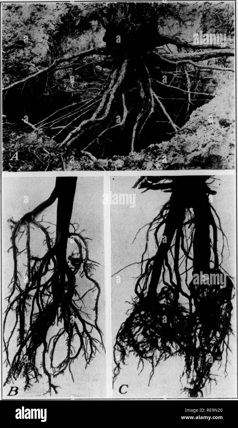 Central taproot Black and White Stock Photos & Images - Alamy