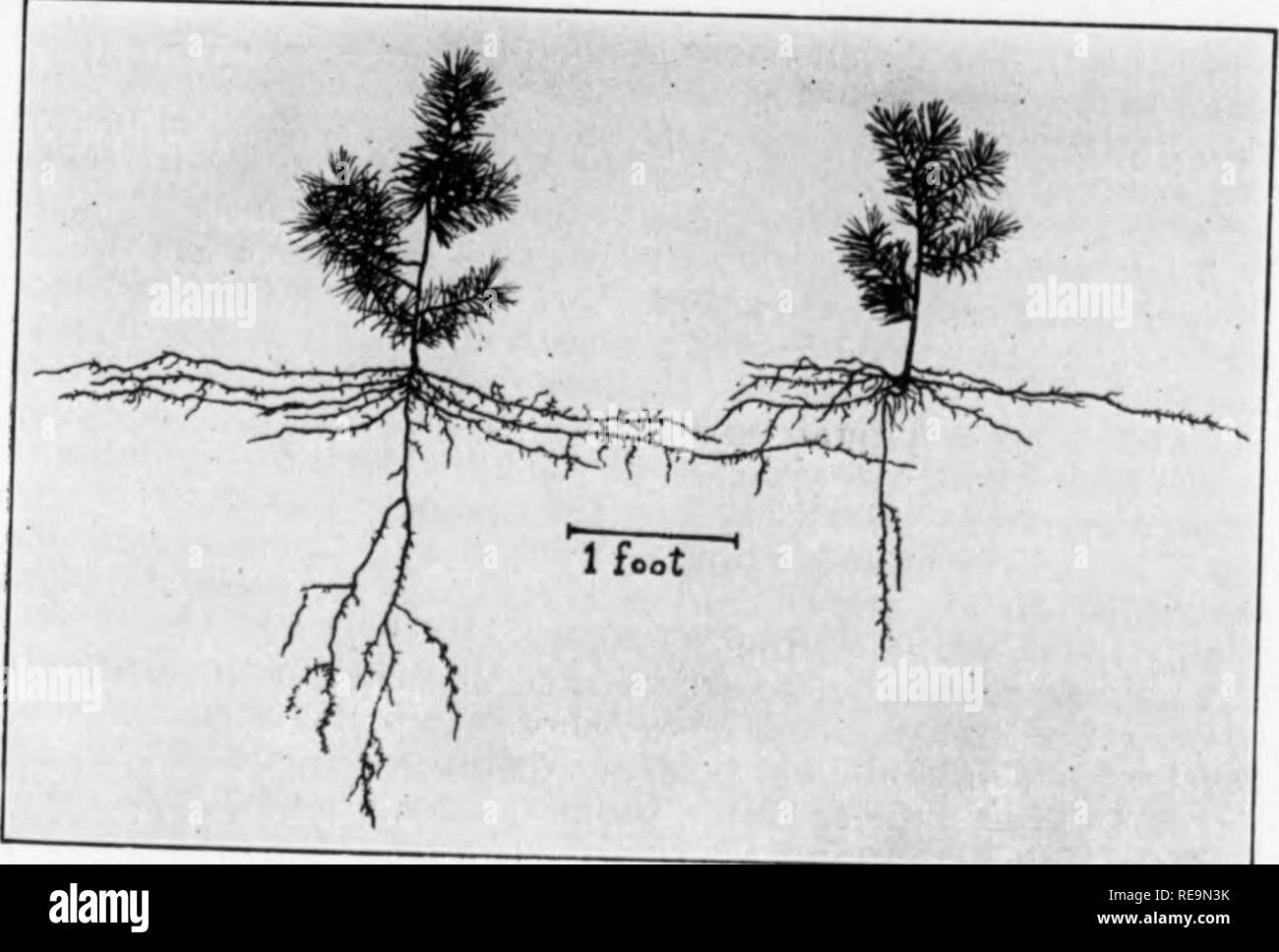 Taproot systems hi-res stock photography and images - Alamy