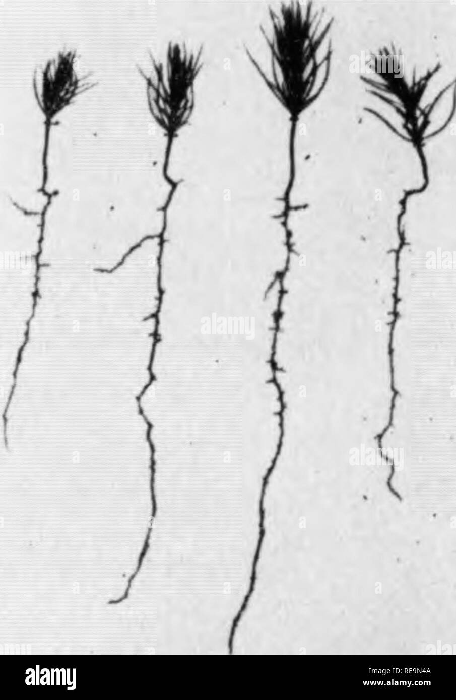 Tertiary branches hi-res stock photography and images - Alamy