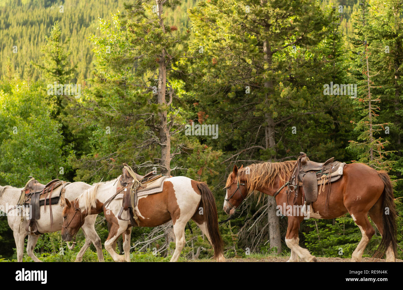 Trail Horses Return to Paddock in a long line Stock Photo - Alamy