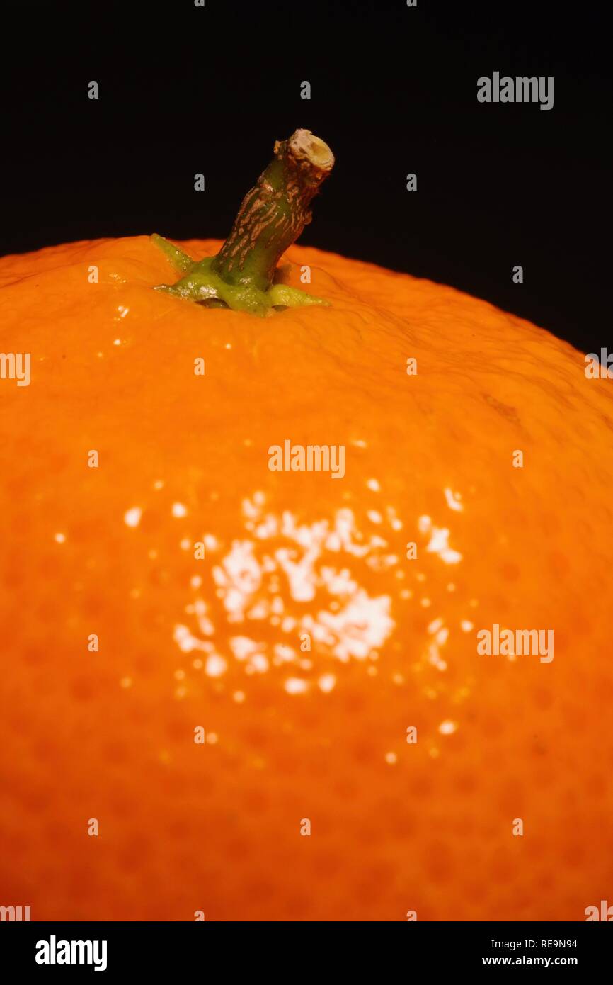 Clementine (Citrus × clementina) Close Up of the Skin and Stalk against ...