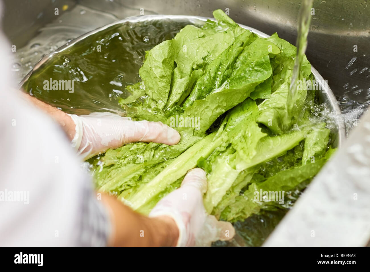 Washing lettuce, start cooking. Chef cleaning a lettuce into water ...