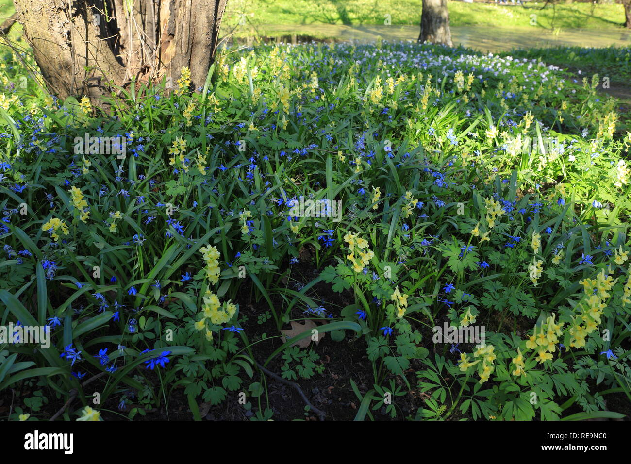 Beautiful white and blue snowdrop flowers in the forest. First spring ...