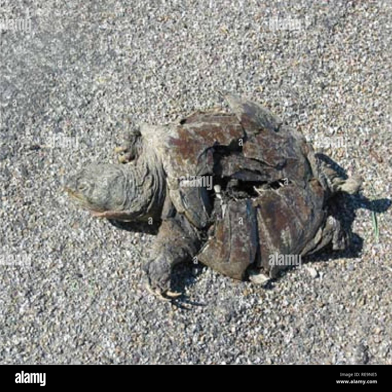 Aquatic surveys and assessment of the Slim Buttes region of Harding and ...