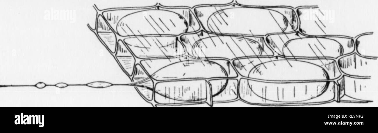 Rheology Black and White Stock Photos & Images - Alamy