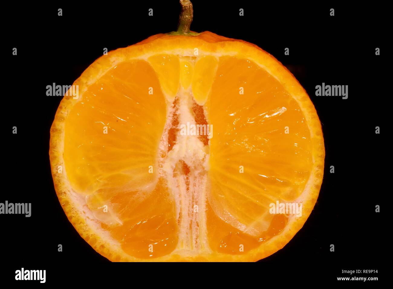 Cut in Half Clementine (Citrus × clementina) Close Up against a Black ...