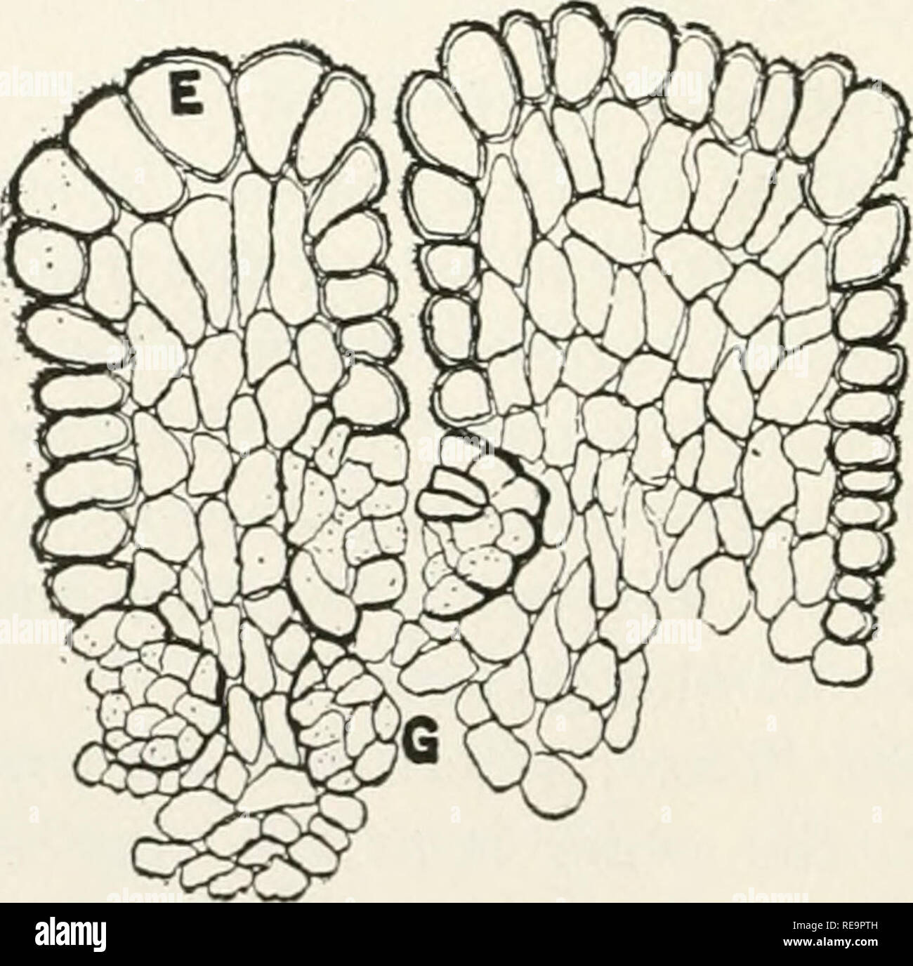 Epidermal cell division hi-res stock photography and images - Alamy