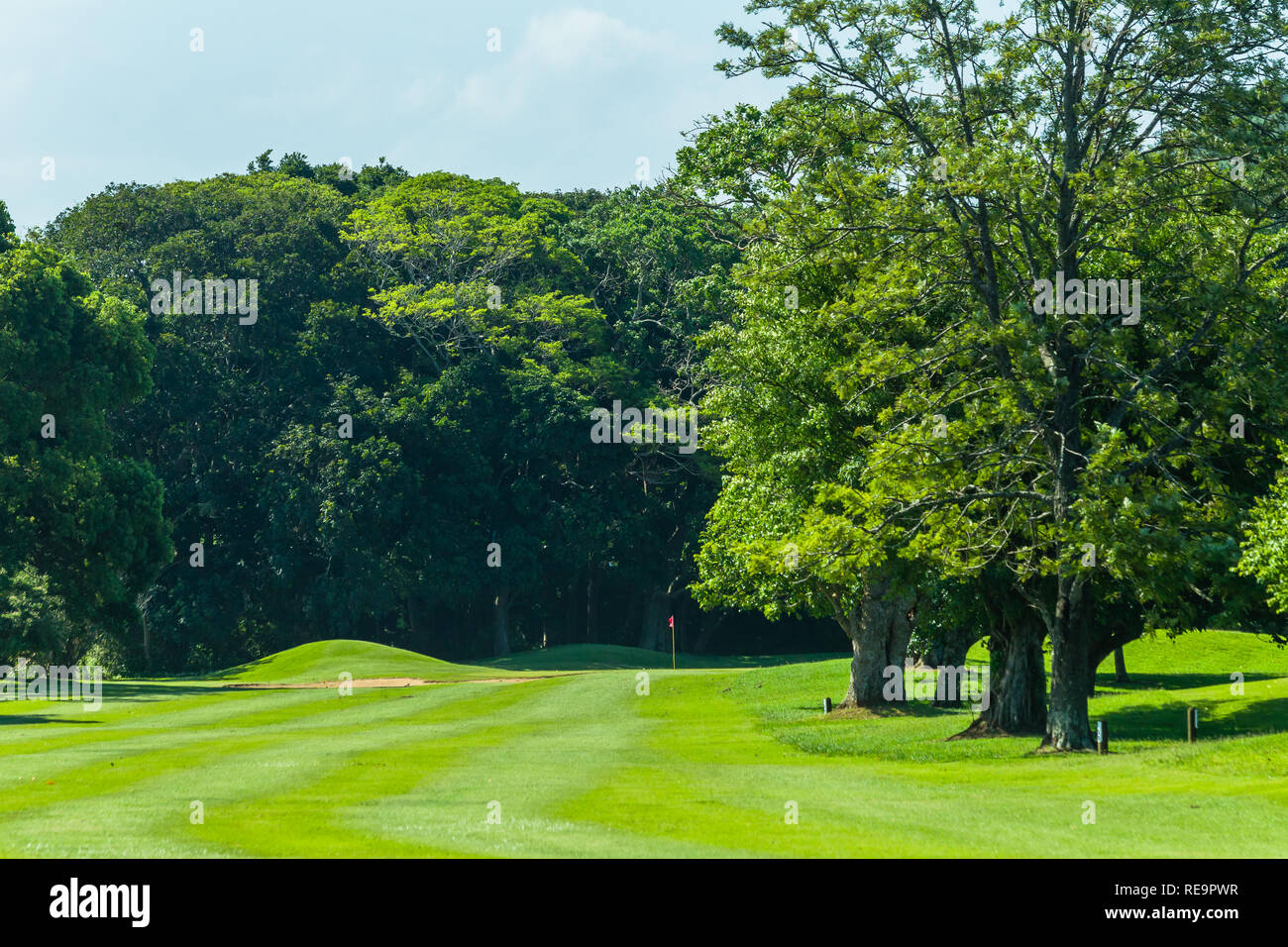 Golf course fairway with trees to hole flagstick green summer landscape ...