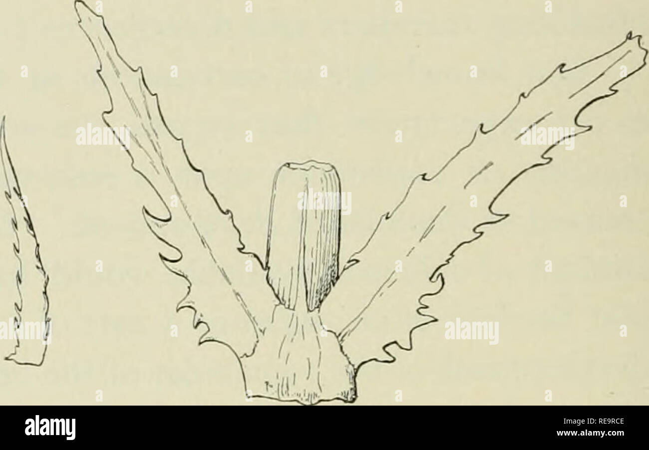 . Contributions from the New York Botanical Garden. Plants. A B C Fig ...