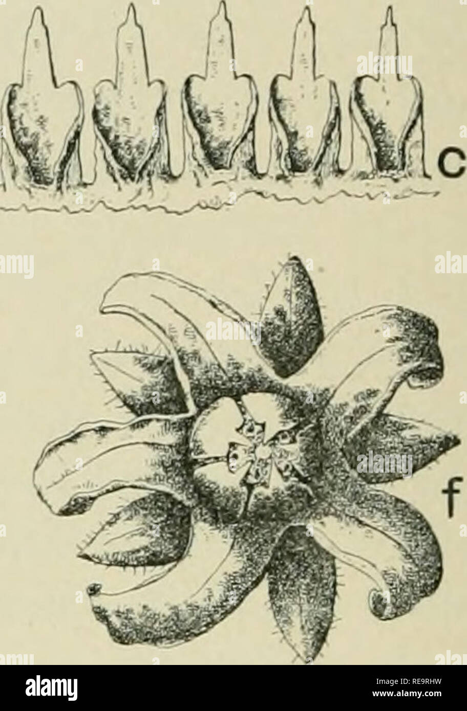 . Contributions from the New York Botanical Garden. Plants. Fig. apex ...