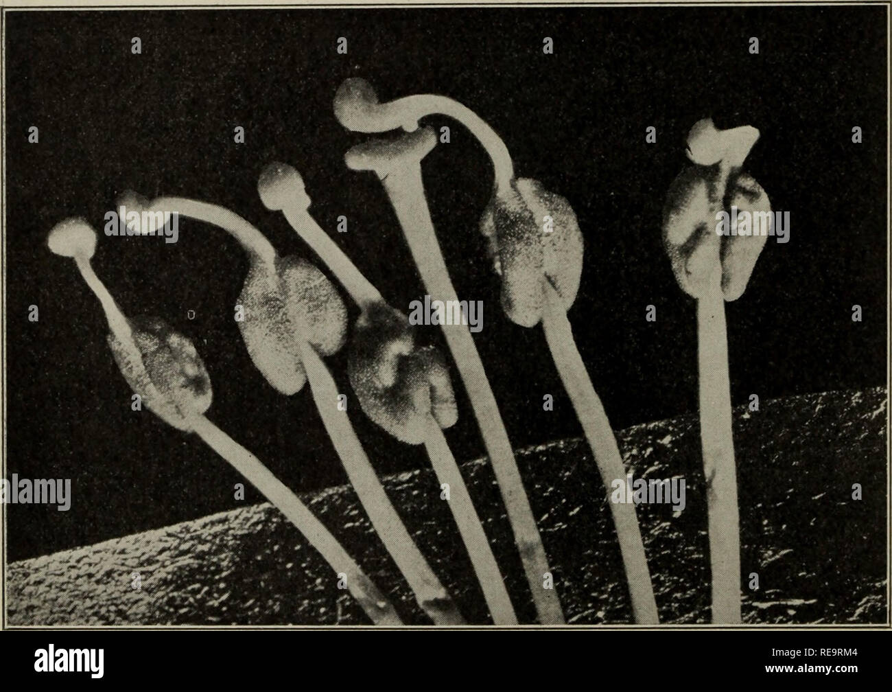 Orland e white hi-res stock photography and images - Alamy