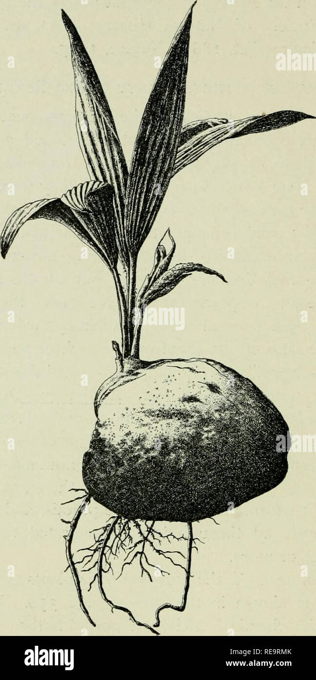 Little known fibrous plants hi-res stock photography and images - Alamy
