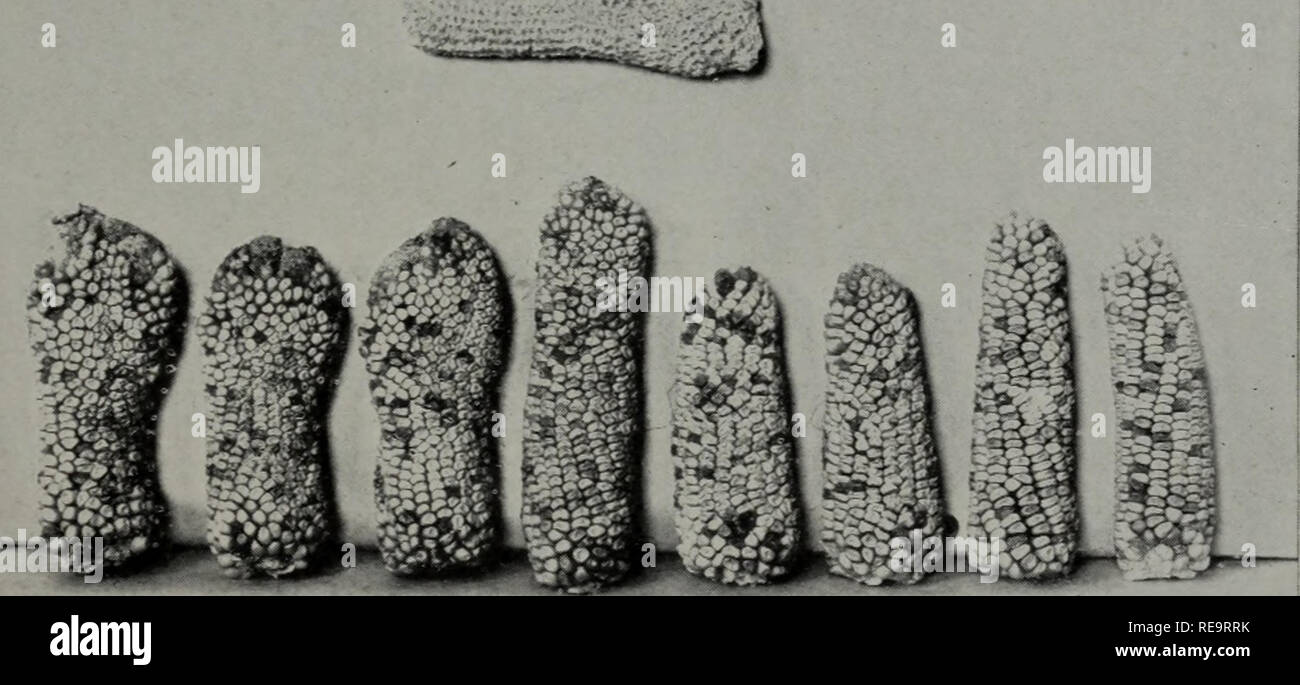 Fasciations hi-res stock photography and images - Alamy