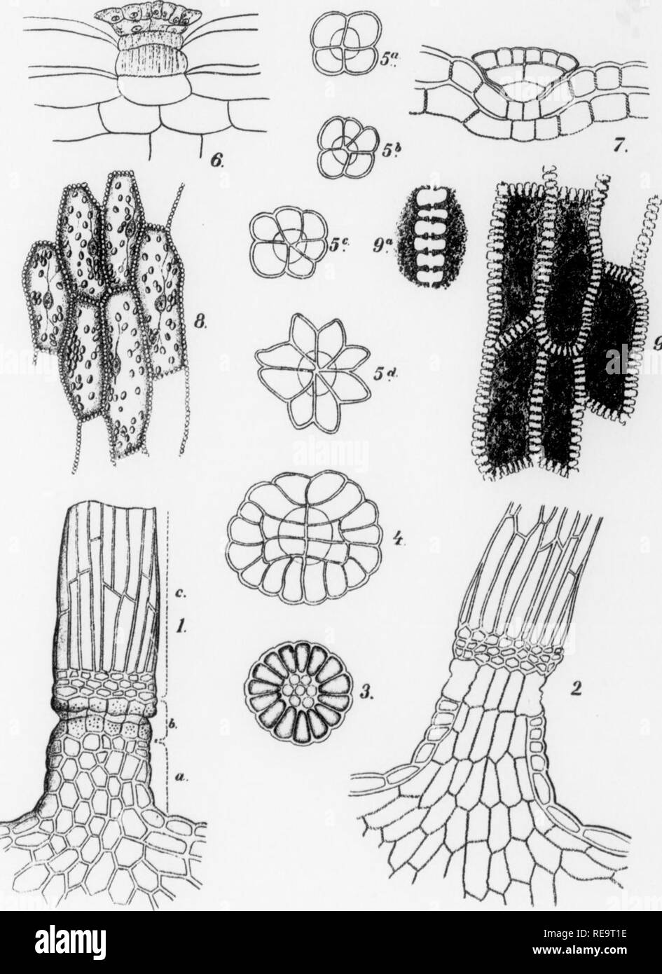 Stellate leaf hairs Black and White Stock Photos & Images - Alamy