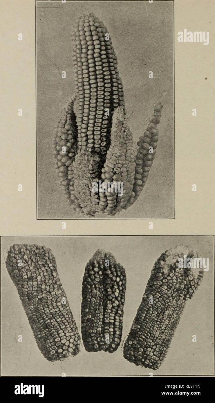 . Contributions from the Laboratory of Plant Genetics. i97 THE POPULAR ...
