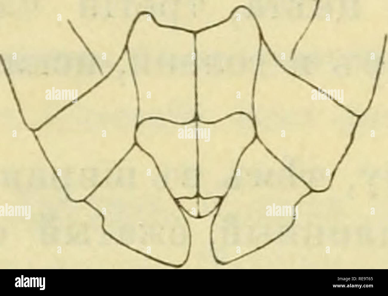 Dysodiidae hi-res stock photography and images - Alamy