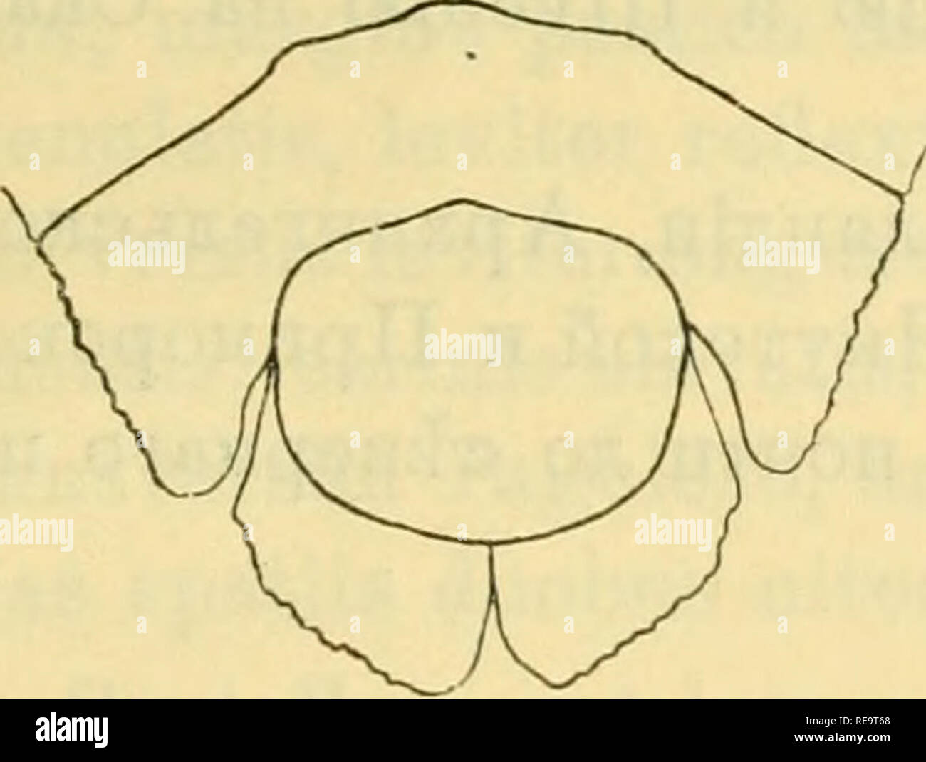 Aradid hi-res stock photography and images - Alamy