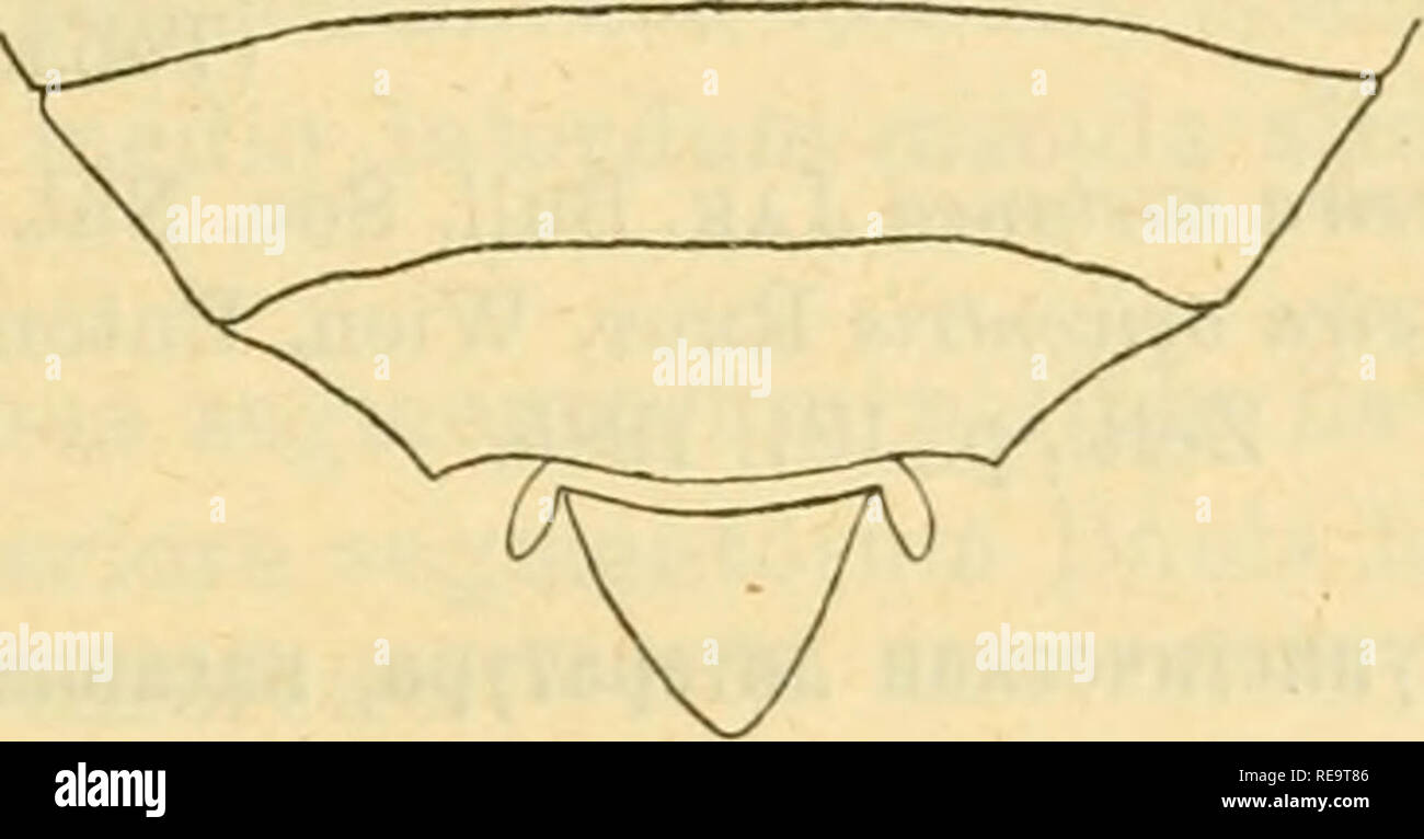 Dysodiidae hi-res stock photography and images - Alamy