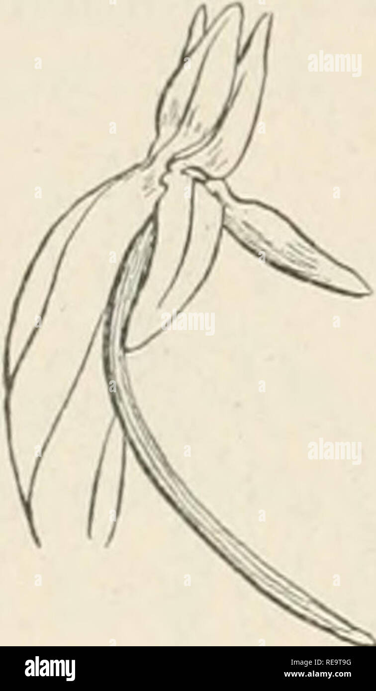 . Contributions from the New York Botanical Garden. Plants. about 5 mm ...