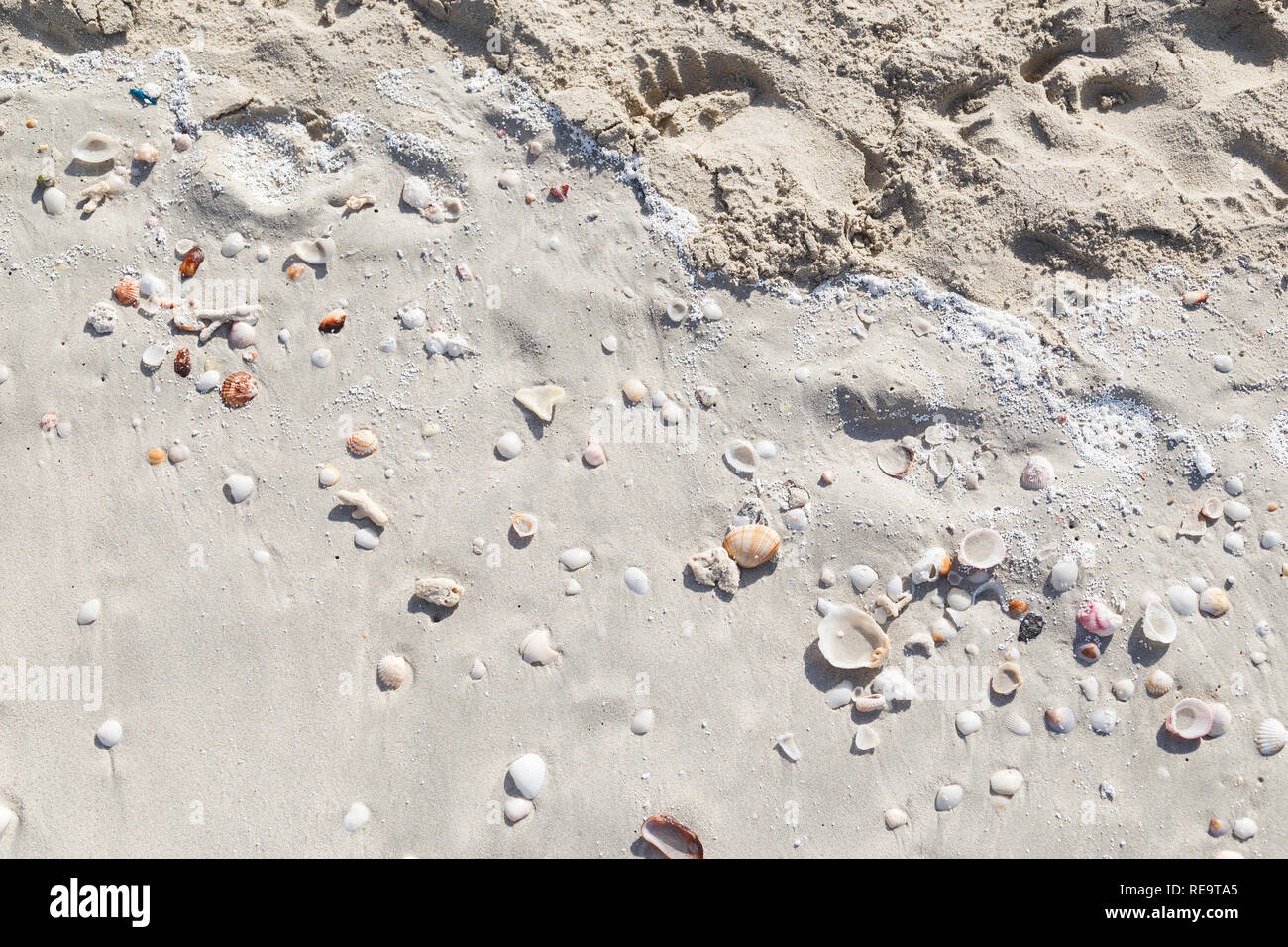 Sea shells on sand Stock Photo - Alamy