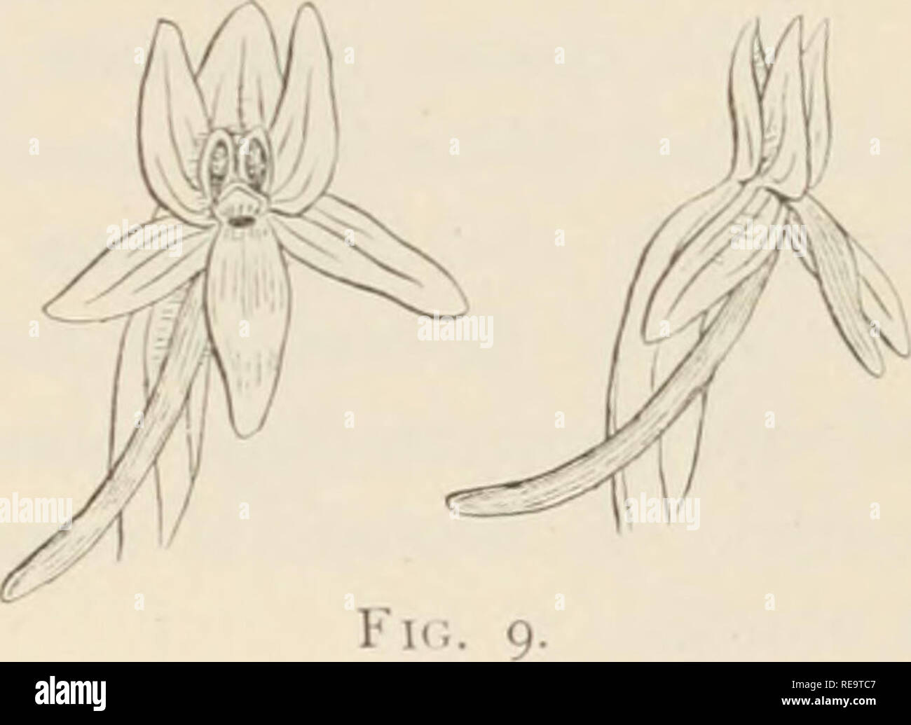 Piperia hi-res stock photography and images - Alamy