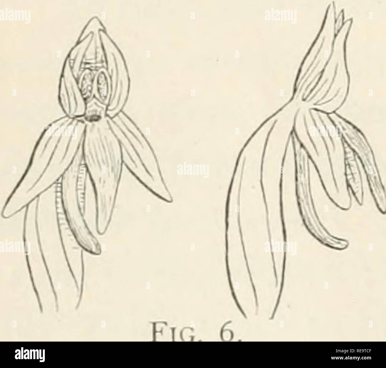 Petals ovate lanceolate and curved and acute hi-res stock photography ...