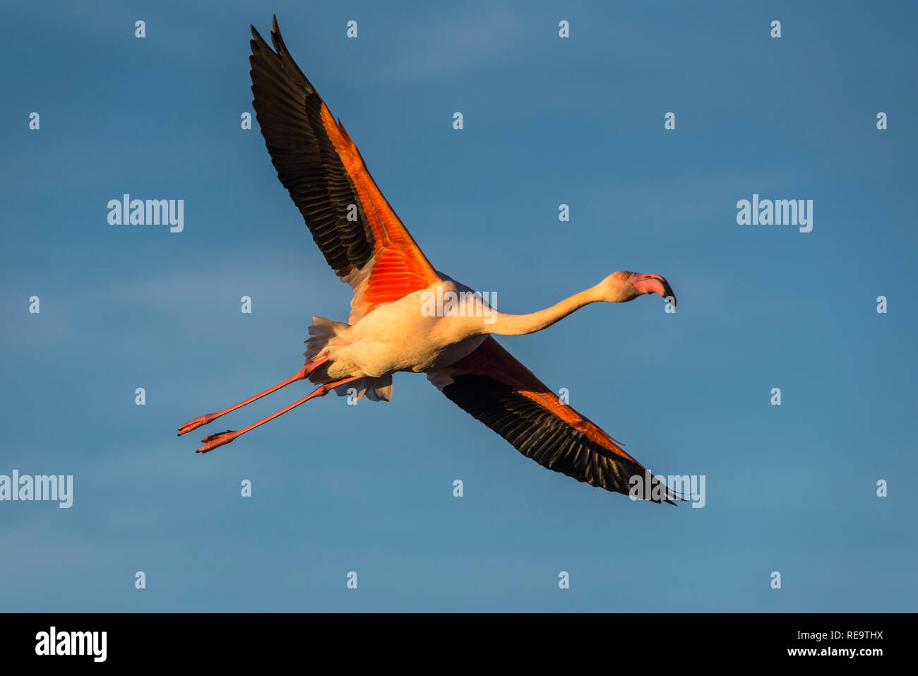 Flamingo in flight , Camargue , France Stock Photo - Alamy
