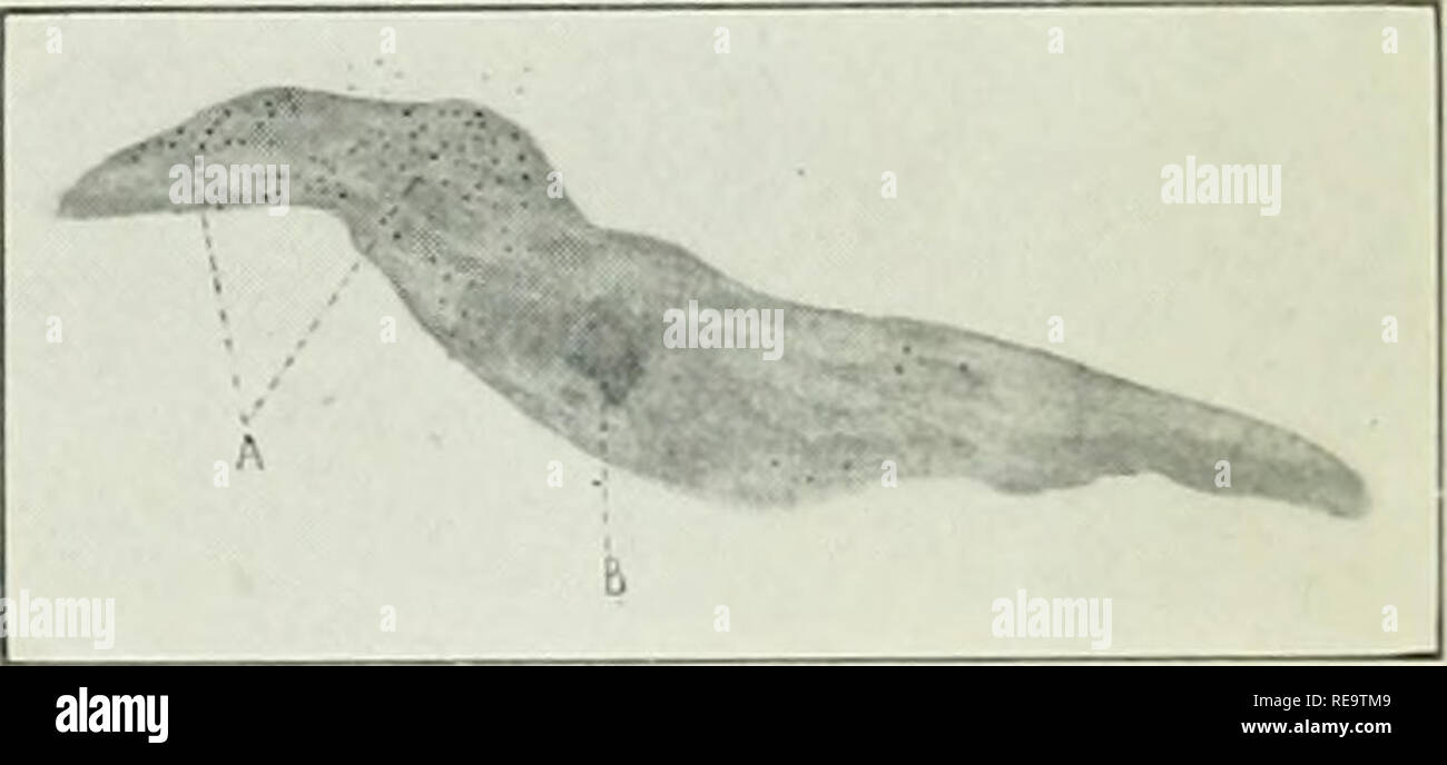 . Contributions. Biology. Fig. 3. Fig. 4. (Watson: The Negri Bodies in ...