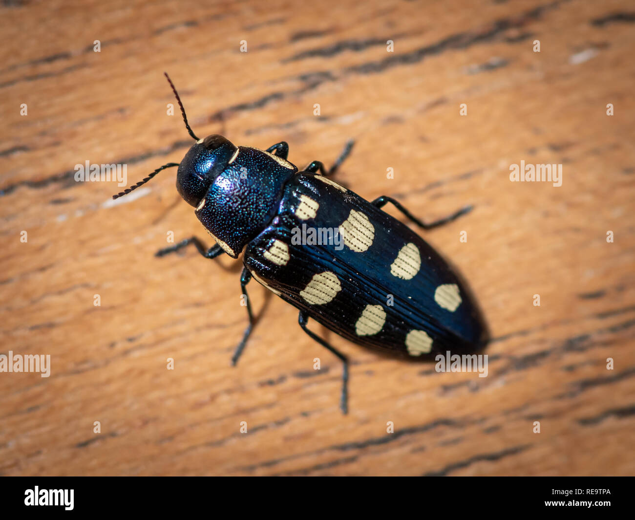 A beautiful black jewel beetle (Buprestis octoguttata, Buprestidae ...