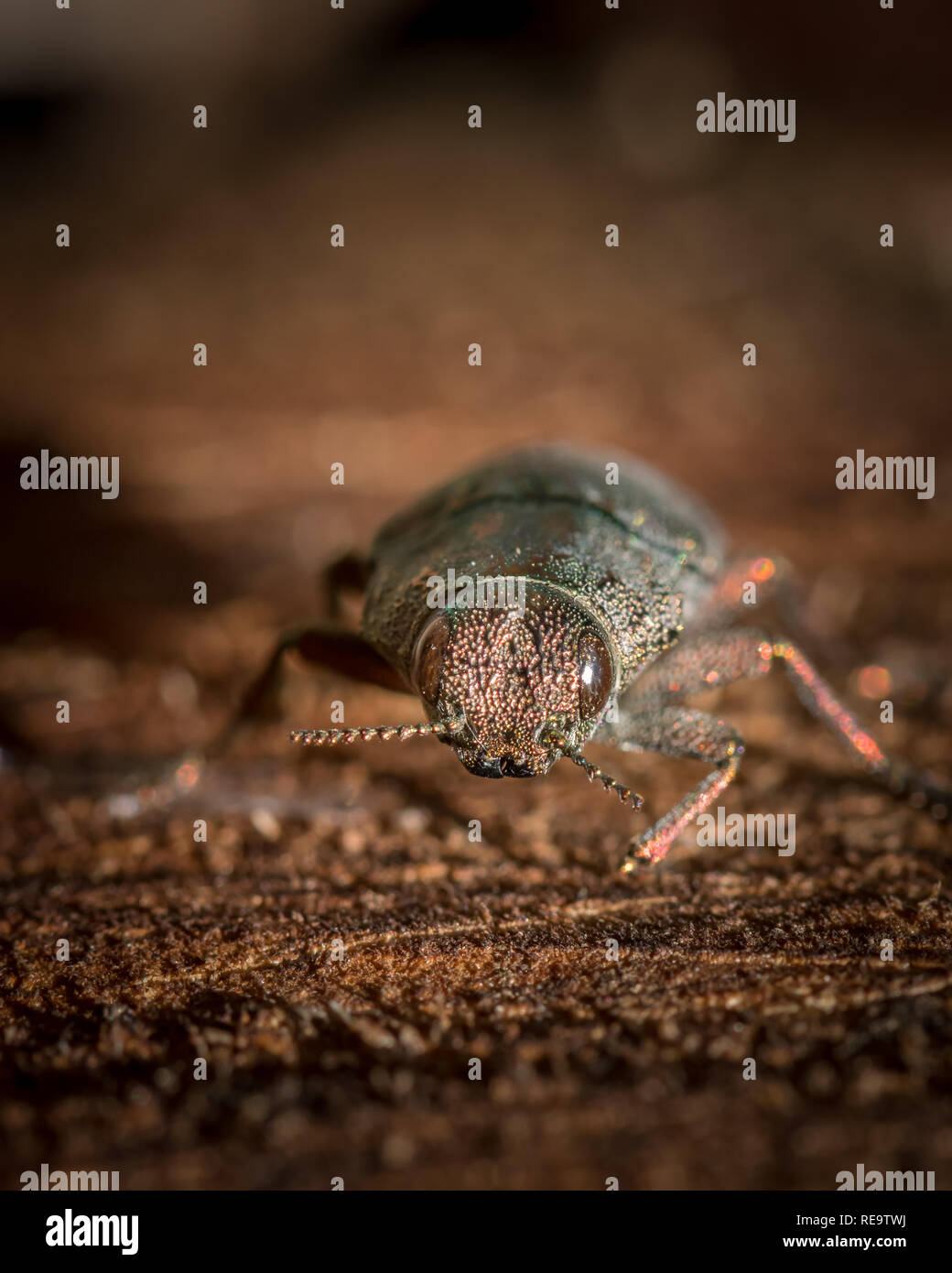 A big shiny beautiful jewel beetle (Dicerca alni, Buprestidae) sitting ...