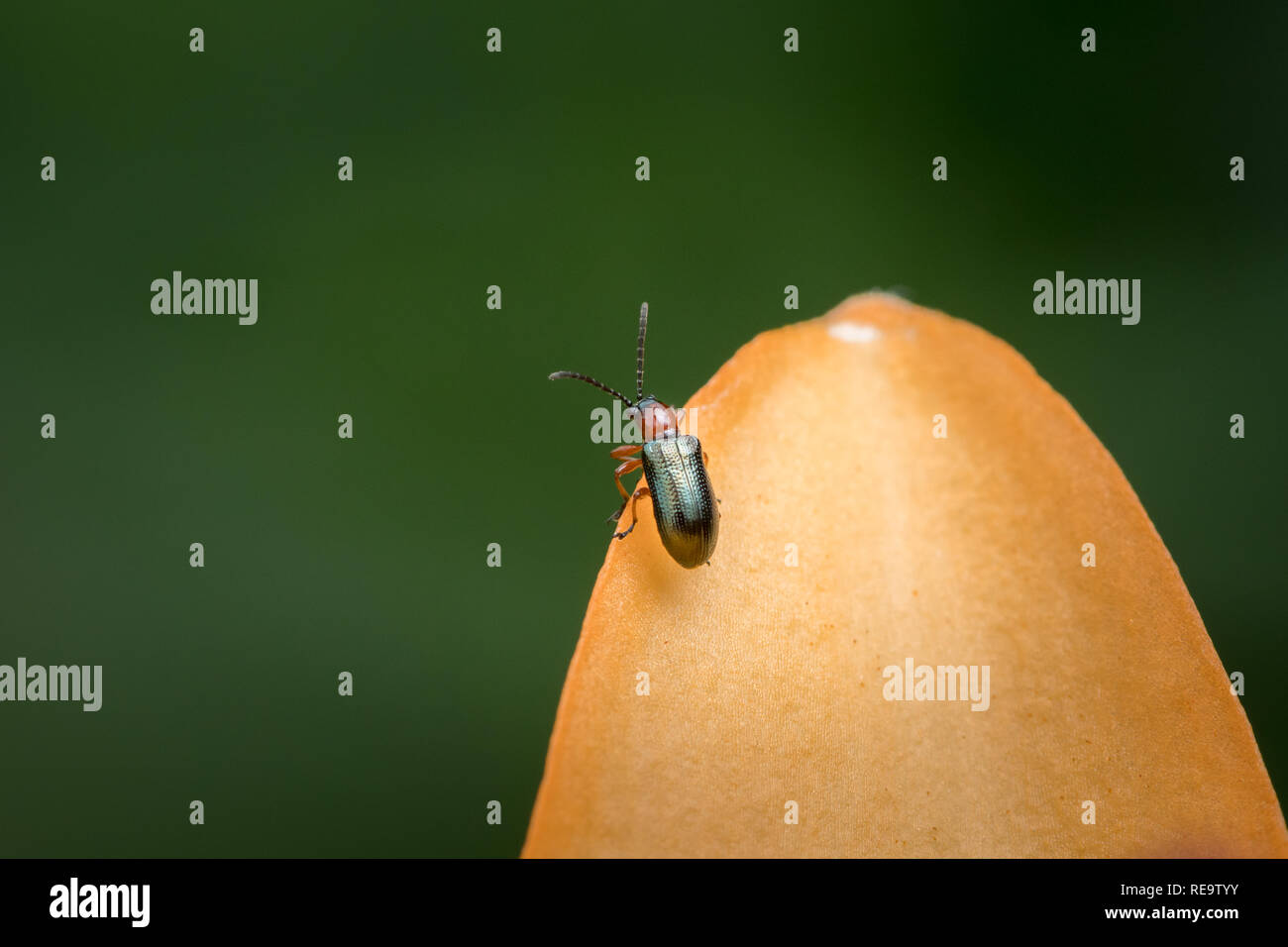 A cereal leaf (Oulema melanopus, Chrysomelidae) beetle sitting on the ...