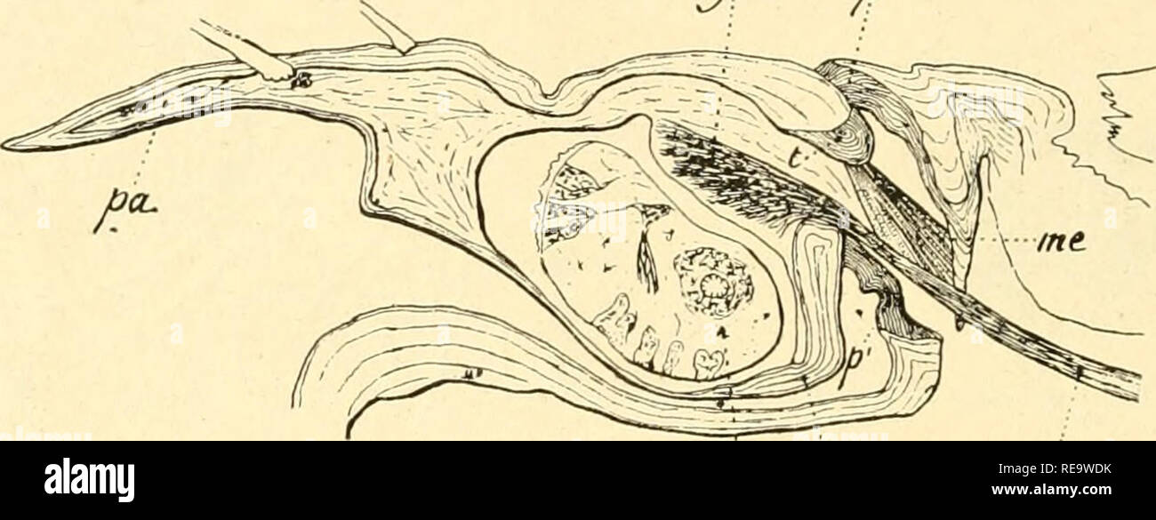 Flagelle hi-res stock photography and images - Alamy