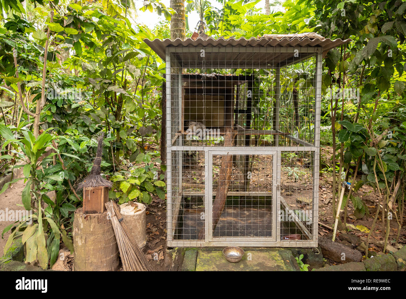 Cage containing an Asian Palm Civet - The animal used for the ...