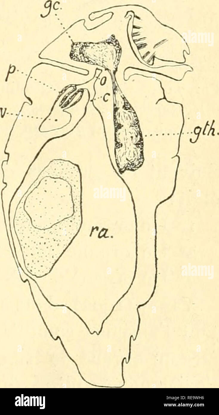 . Contribution Ã l'etude des pupipares. Diptera. FiG. 68. â Coupe ...