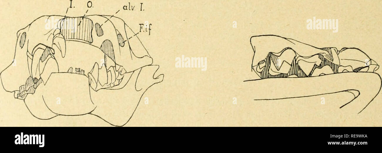 Couronne molaire hi-res stock photography and images - Alamy