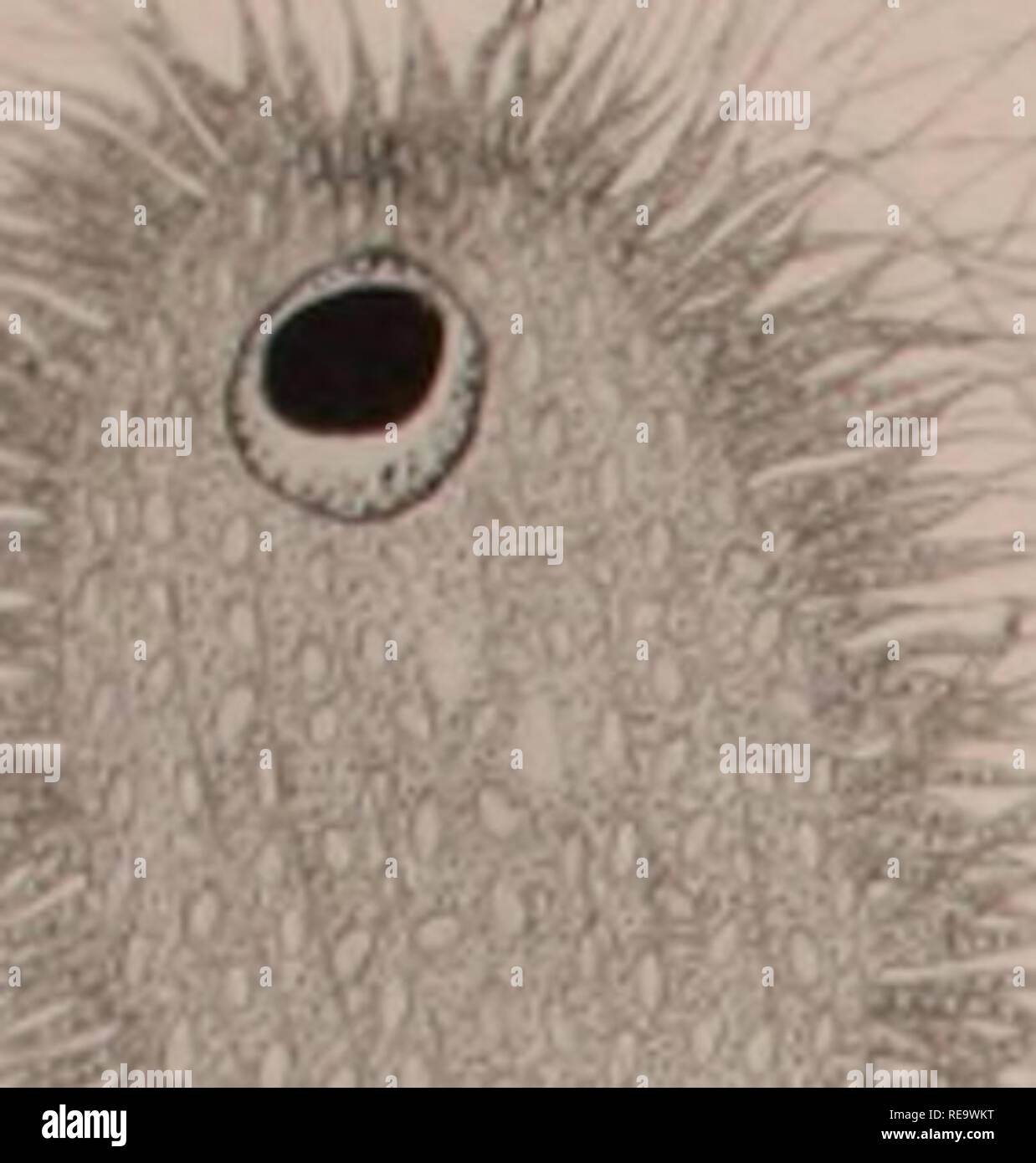 Oligochetes hi-res stock photography and images - Alamy