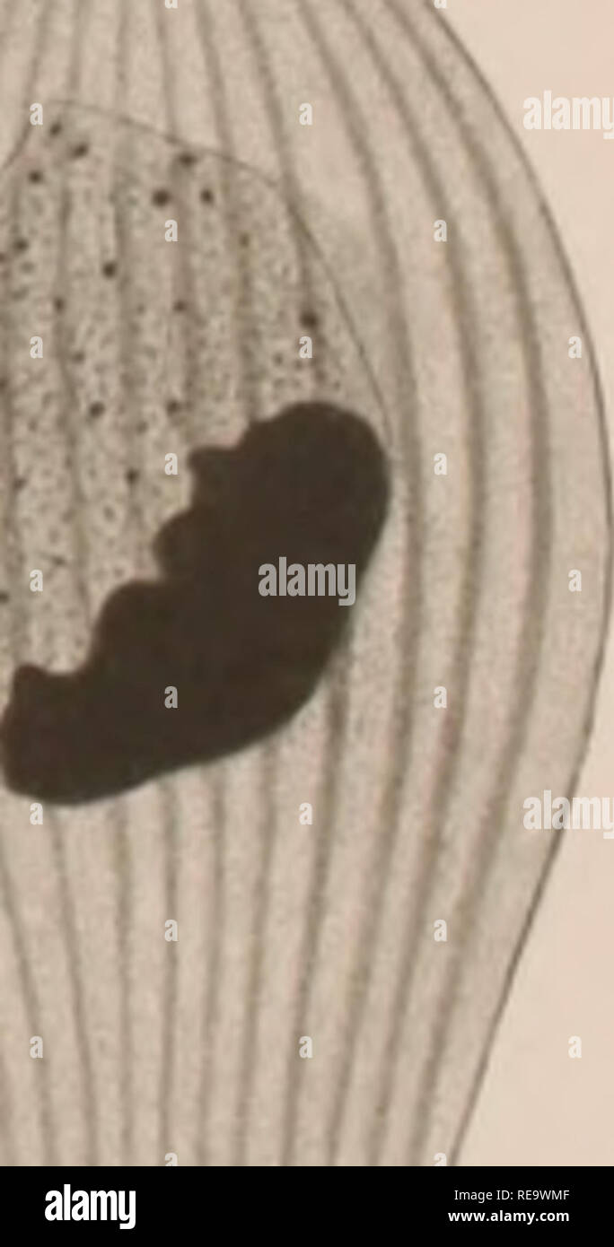 Monocystis hi-res stock photography and images - Alamy