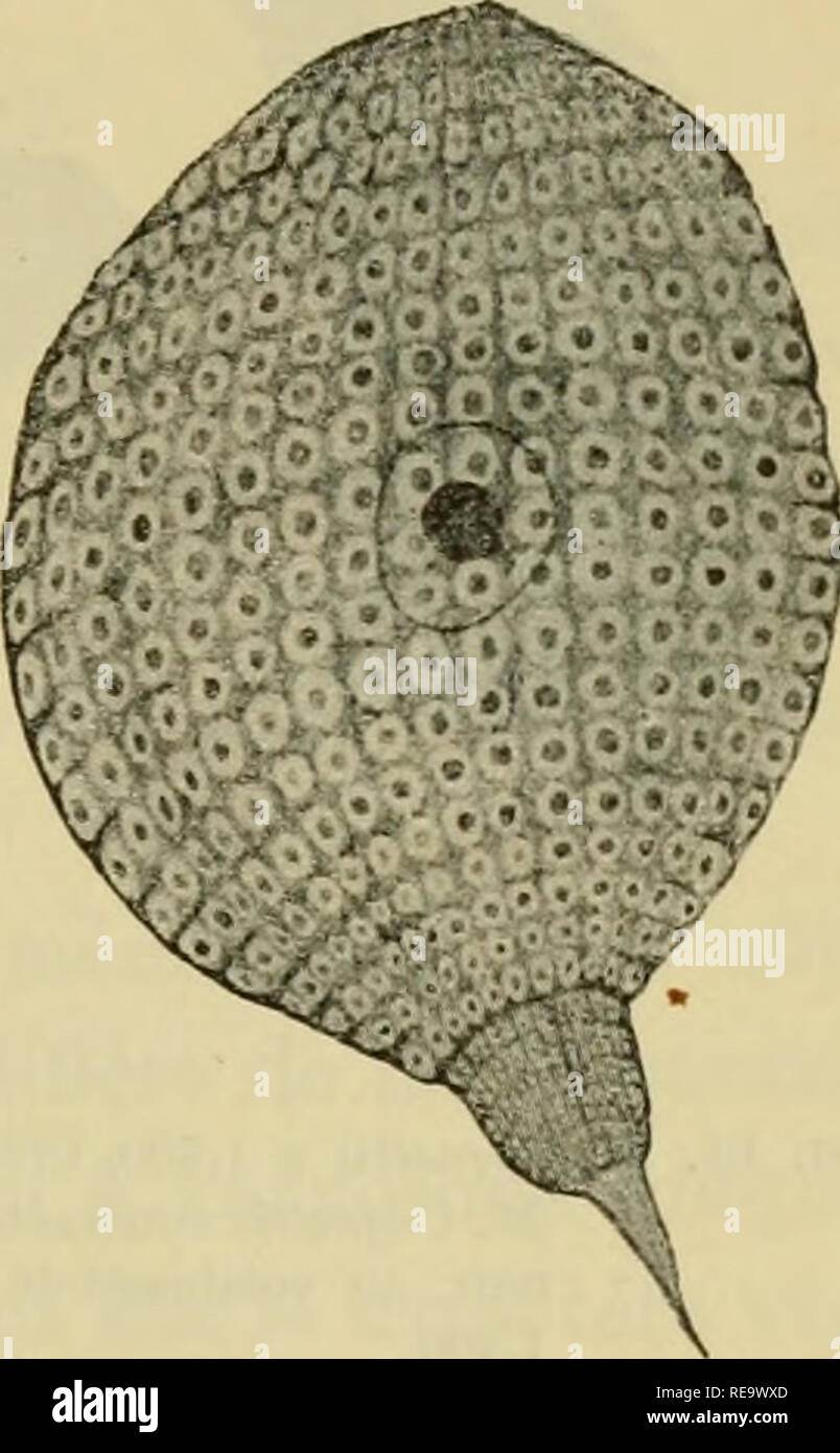 . Contribution a l'etude des monocystidÃ©es des OligochÃ¨tes ...