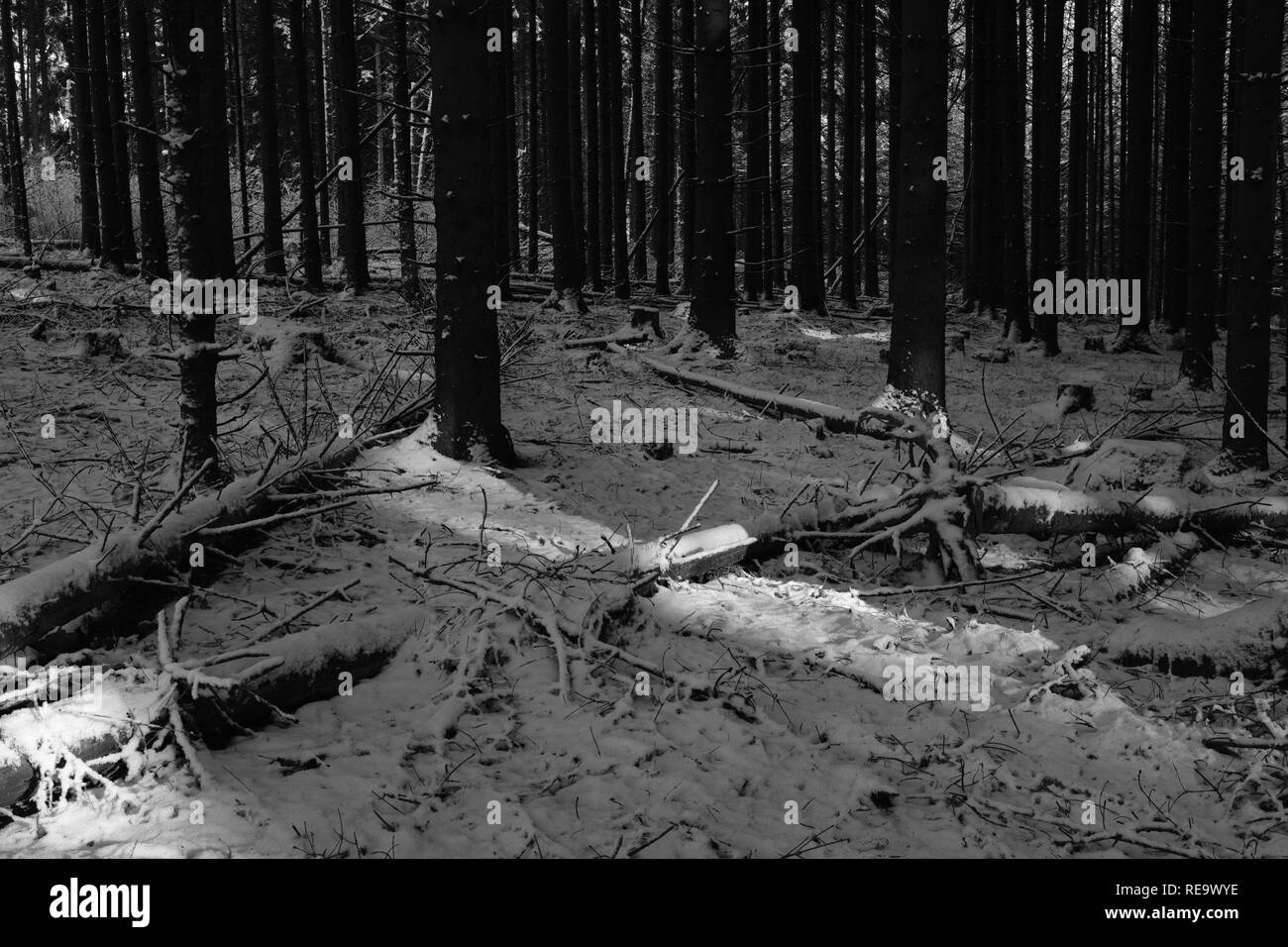 Forest of conifer trees covered by little bit of snow Picea Spruce ...