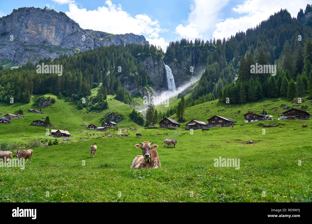 Beautiful landscape panorama from Swiss Alps, with cows, waterfall ...