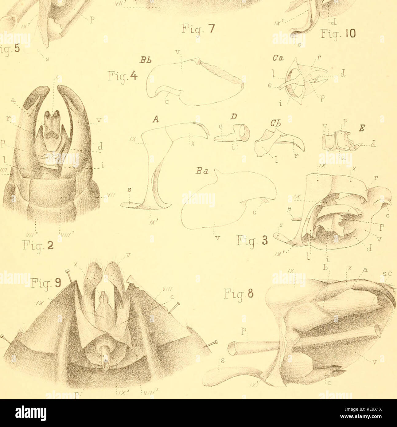 Morphologie des insectes hi-res stock photography and images - Alamy