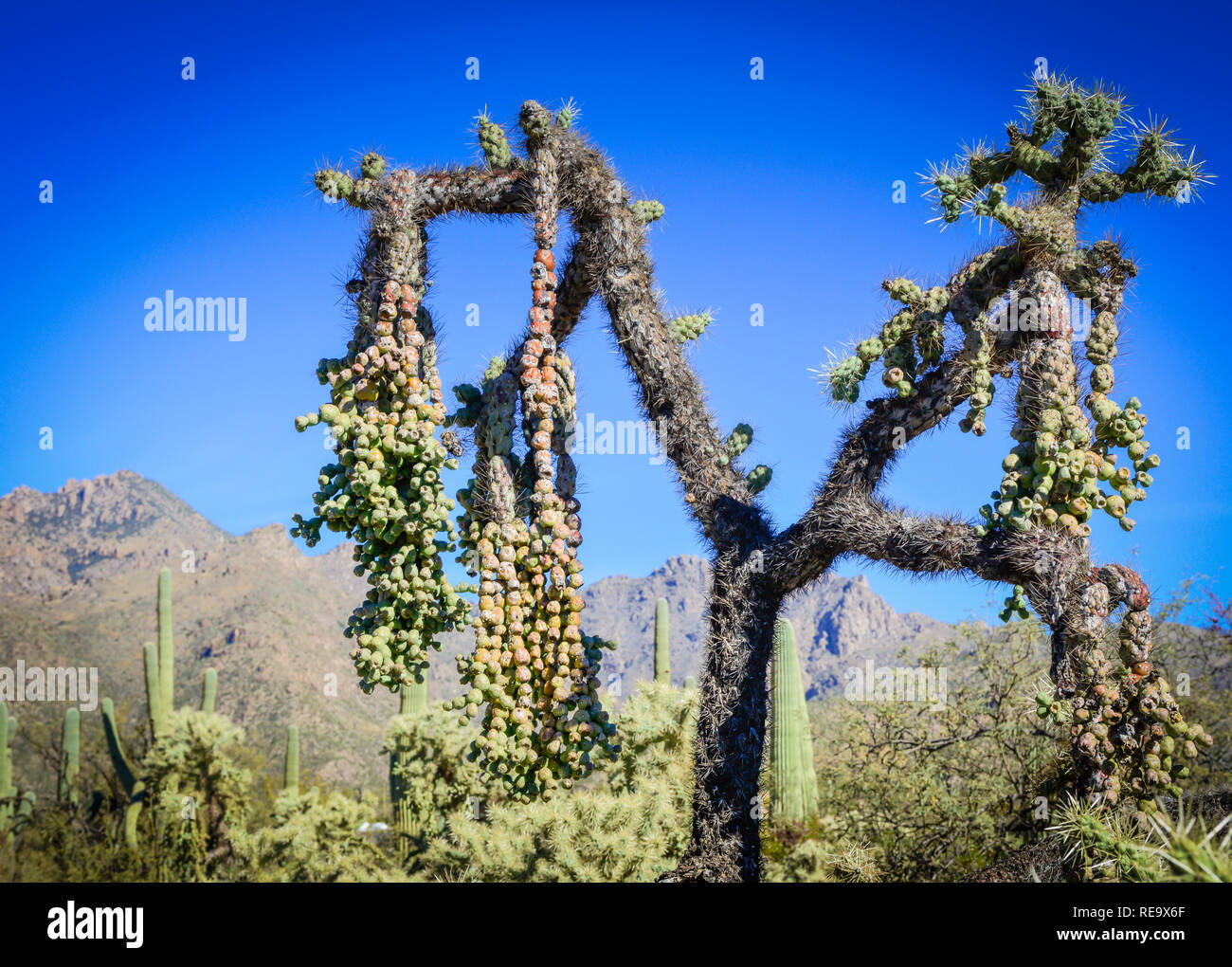Hanging chain fruit from cholla cactus in the Sabino Canyon Recreation ...