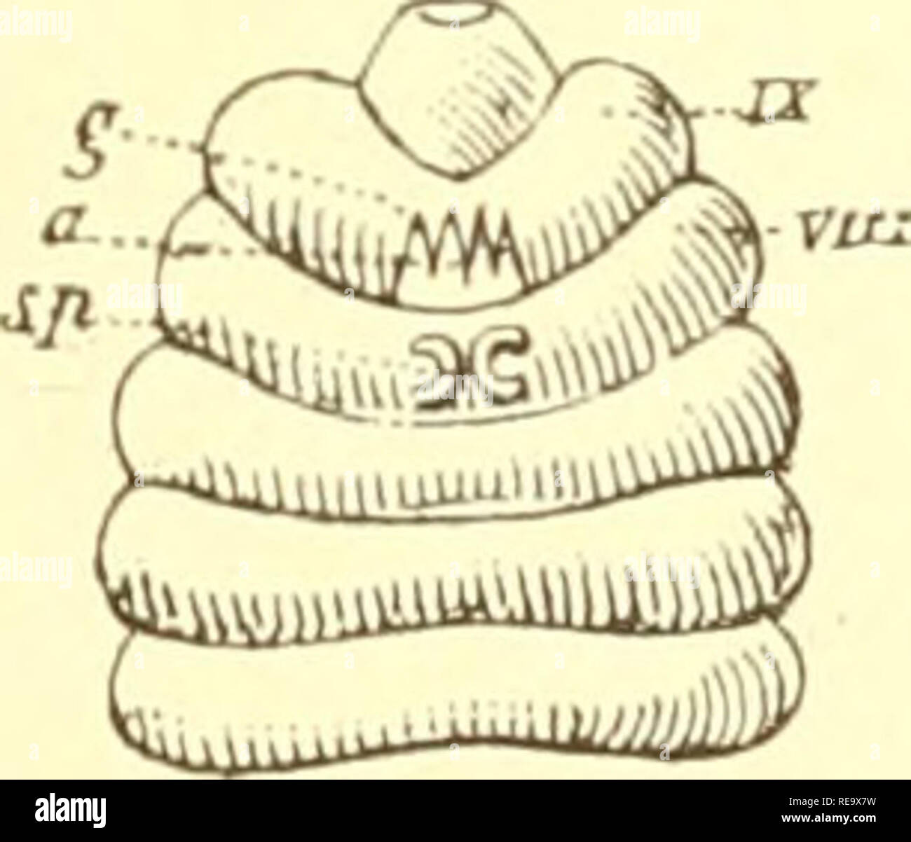 Morphologie des insectes hi-res stock photography and images - Alamy