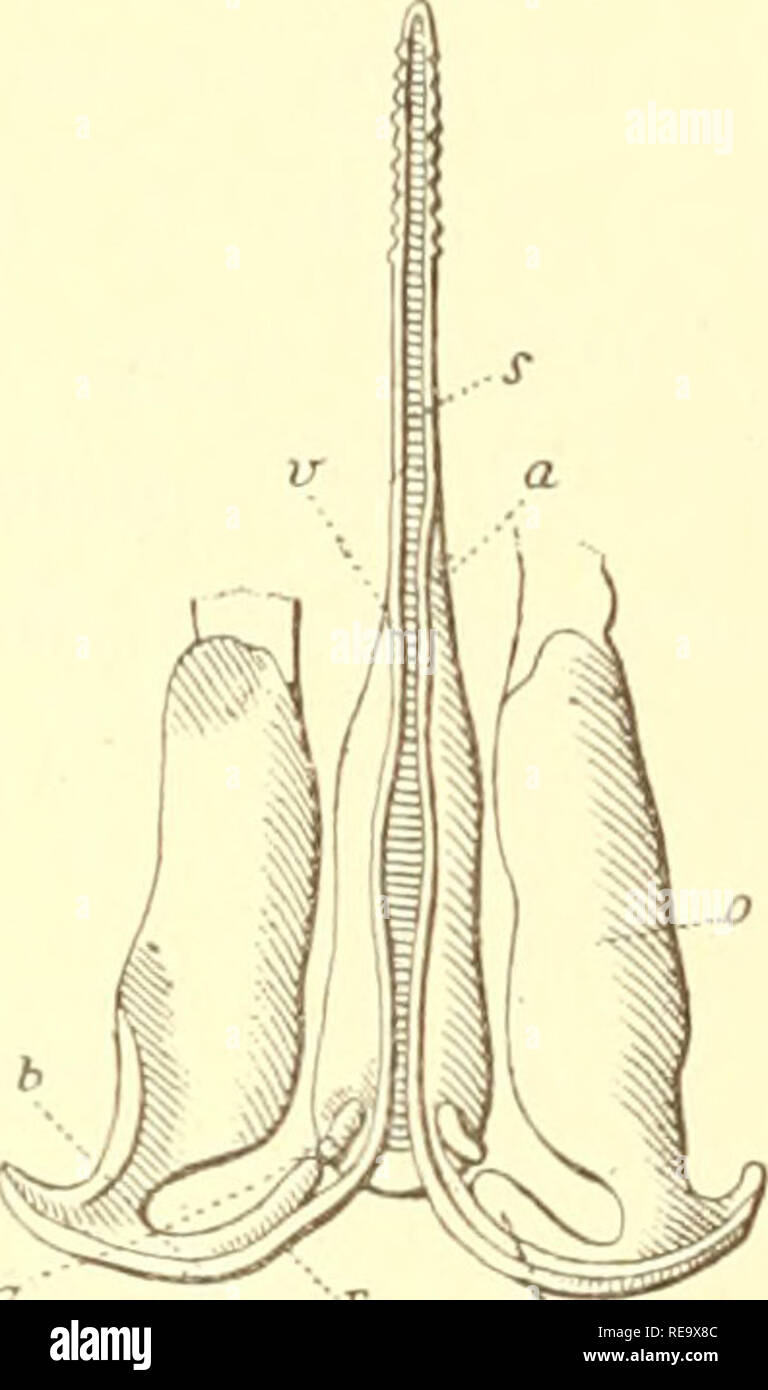 Generative organe hi-res stock photography and images - Alamy