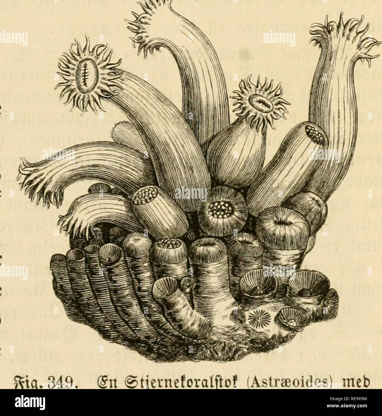 Rene lange hi-res stock photography and images - Alamy