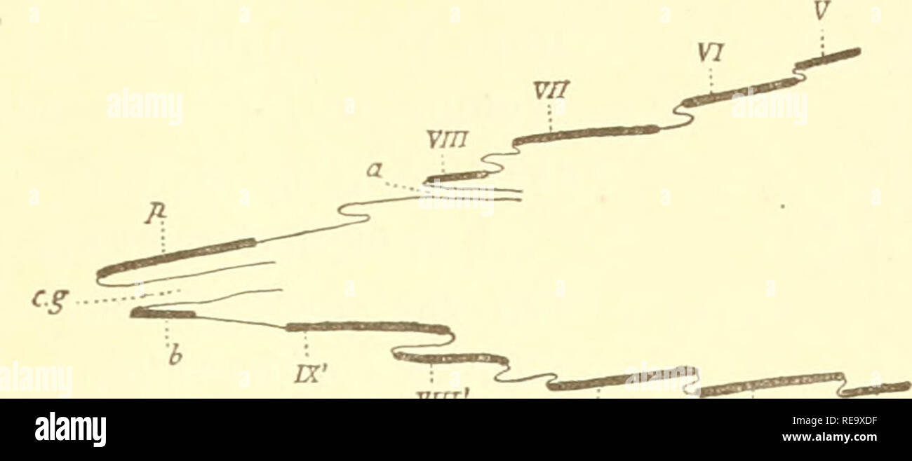 Morphologie des insectes hi-res stock photography and images - Alamy