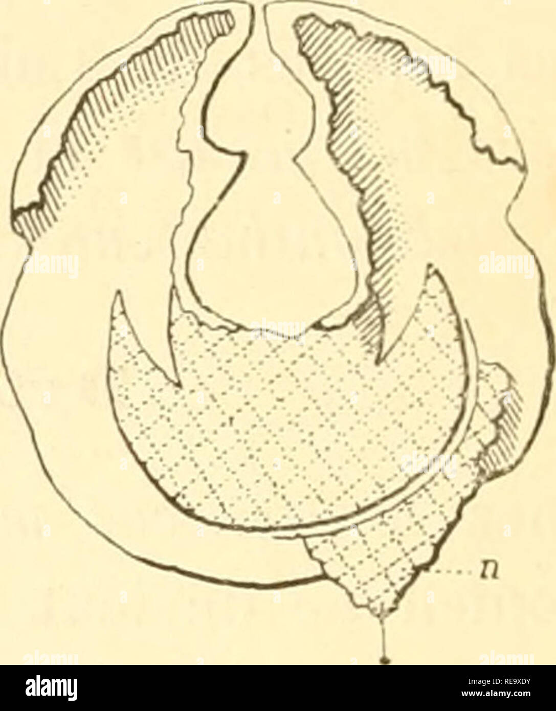 Morphologie des insectes hi-res stock photography and images - Alamy