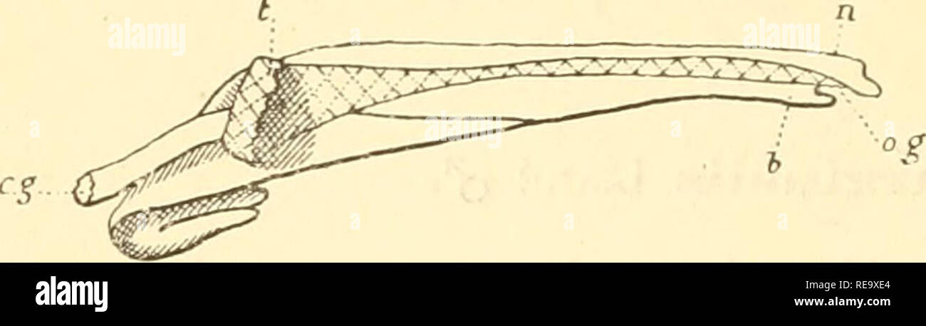 Morphologie des insectes hi-res stock photography and images - Alamy